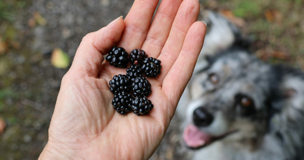 犬に与えるといい果物とダメな果物 注意点も解説